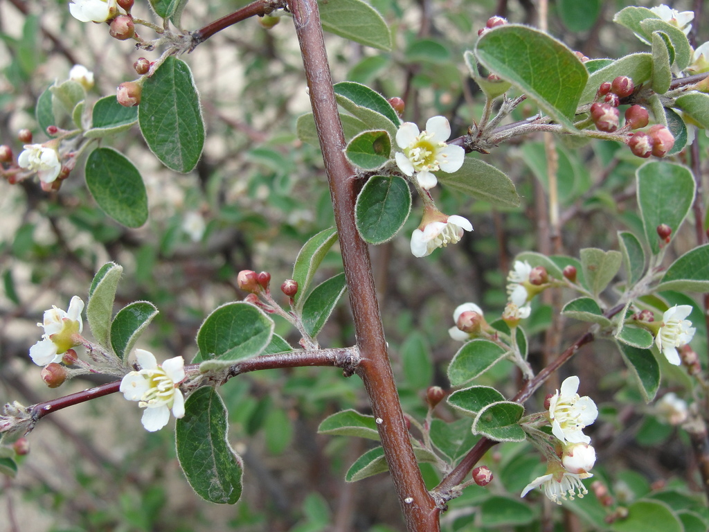 Cotoneasters from Khustain Nuruu National Park, Mongolia on May 31 ...
