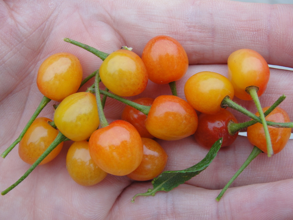 Chinese sour cherry (Prunus pseudocerasus) - Botanical Realm