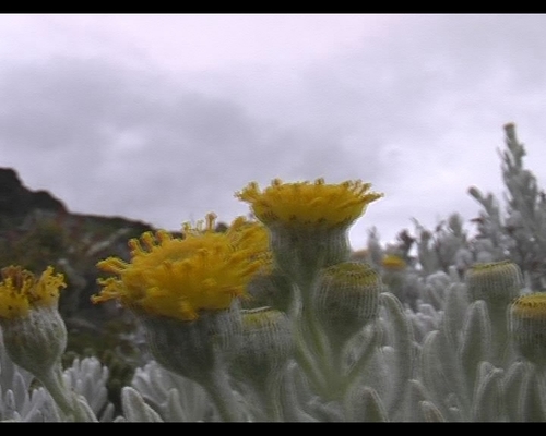 Senecio humifusus · iNaturalist