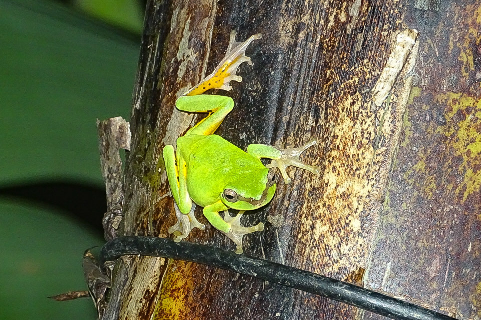Common Chinese Tree Frog from 116台灣台北市文山區樟樹步道北口 on August 1, 2020 at 07 ...