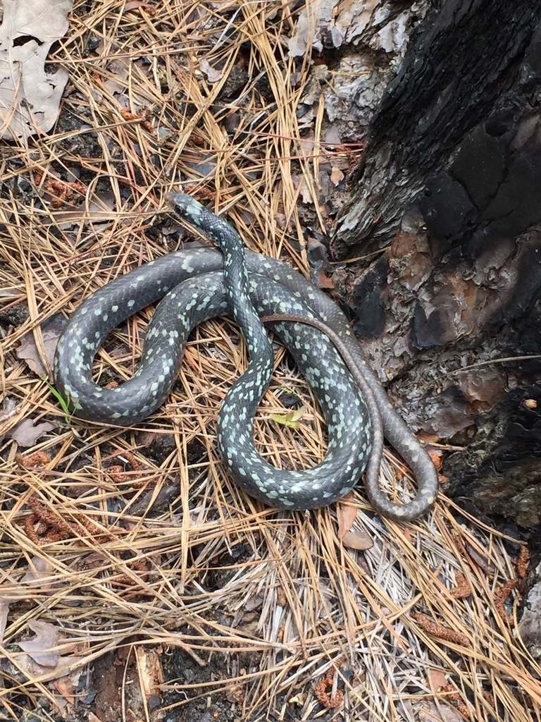 Buttermilk Racer from Kisatchie National Forest, Goldonna, LA, US on ...