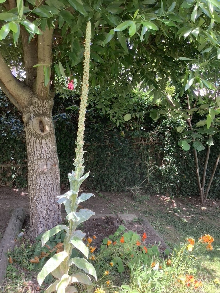 great mullein from Whatcom, Washington, United States on August 03 ...