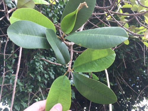 Manilkara valenzuelana · iNaturalist