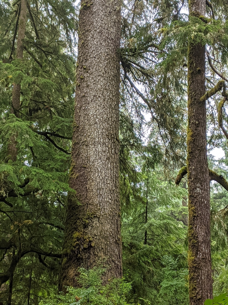 Sitka spruce from British Columbia V0R, Canada on August 3, 2020 at 01: ...