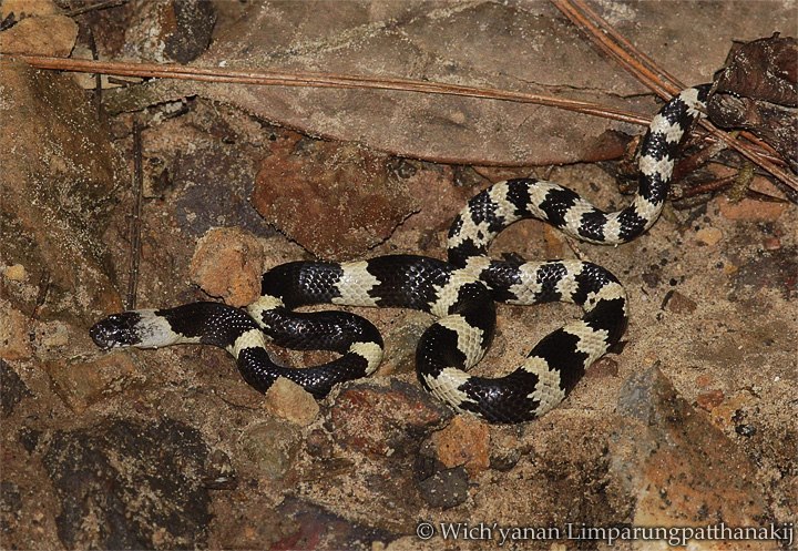 Banded Wolf Snake (Lycodon fasciatus) - Snakes and Lizards