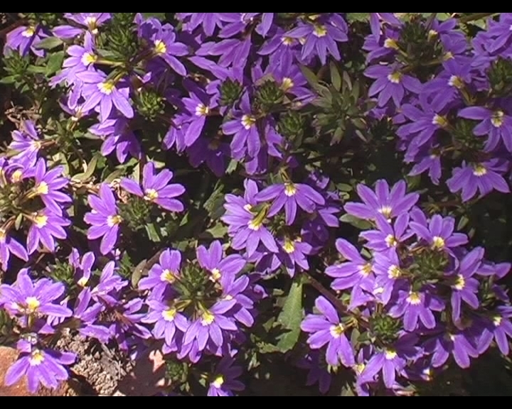 Fairy Fan-flower from Australian National Botanic Gardens, Canberra on ...