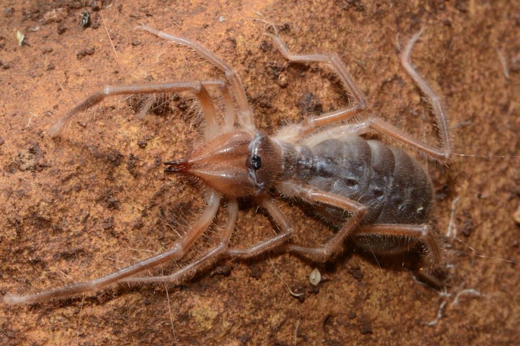 Scorpion-Spiders from Kumbhargaon, Maharashtra 413132, India on ...