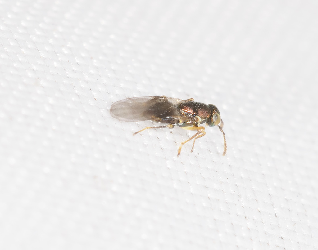Encyrtidae from Ridgeway TAS 7054, Australia on August 02, 2020 at 03: ...