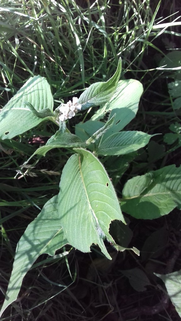 Lesser Knotweed from Larcombe Foot to Northern Mill, Exe on August 3 ...