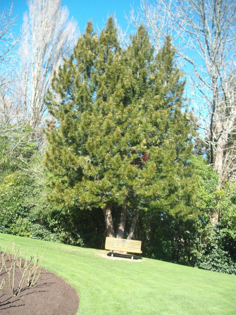 koyamaki from Hamilton Gardens, Hamilton on August 4, 2020 by Stephen ...