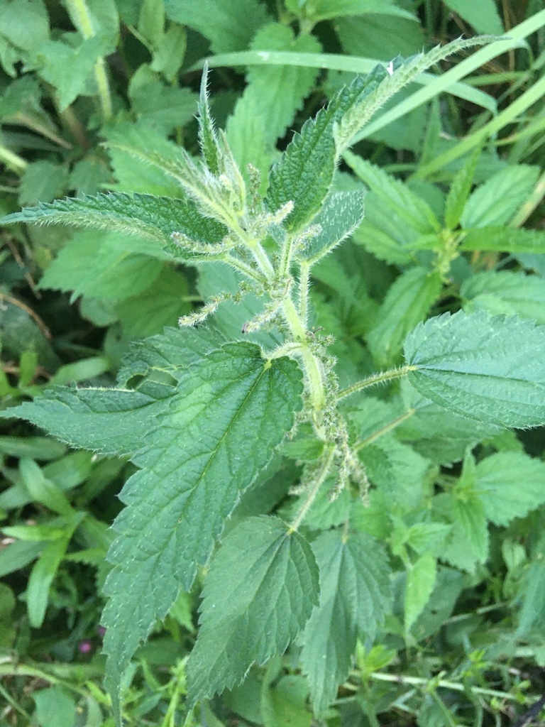 great stinging nettle in August 2020 by angelina_ivanova · iNaturalist