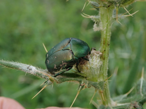 Protaetia hungarica · iNaturalist