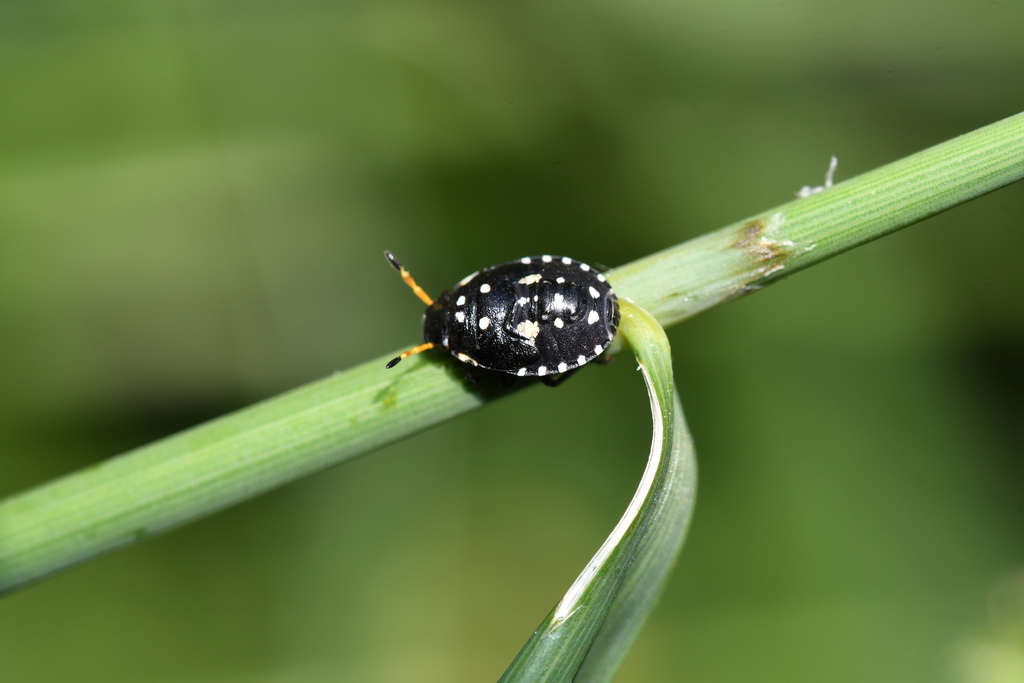 Pittosporum Bug from Willaston SA, Australia on August 3, 2020 by ...