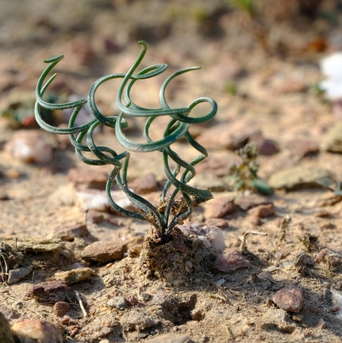 Gethyllis oligophylla · iNaturalist United Kingdom