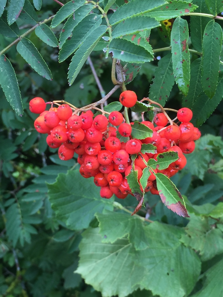 European mountain ash from Obere Ziegelhütte, Rottweil, Baden ...