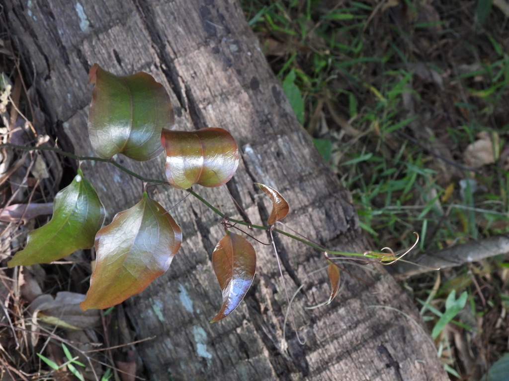 Austral Sarsaparilla from Tomewin NSW 2484, Australia on July 18, 2020 at 11:23 AM by ...