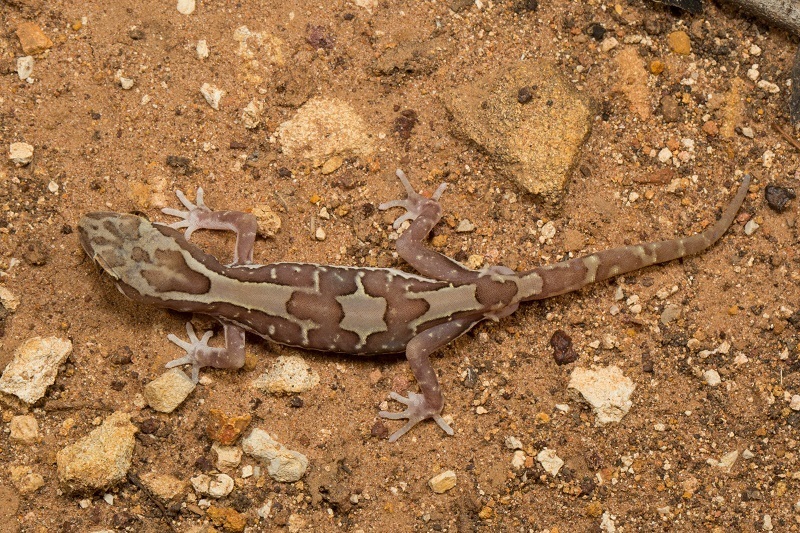 Box-patterned Ground Gecko from Glenmorgan QLD 4423, Australia on ...