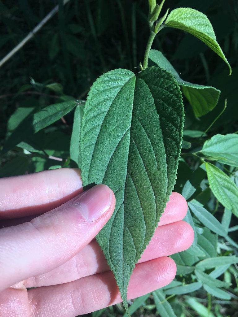 Nettle Tree from Ku-ring-gai, New South Wales, Australia on August 04 ...