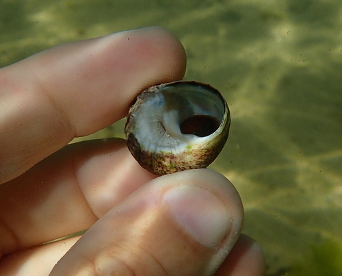 Osilinus lineatus · iNaturalist