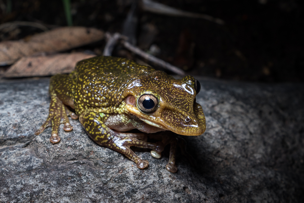 Duck-billed Tree Frog in July 2020 by betorquato. Rana pico de pato ...
