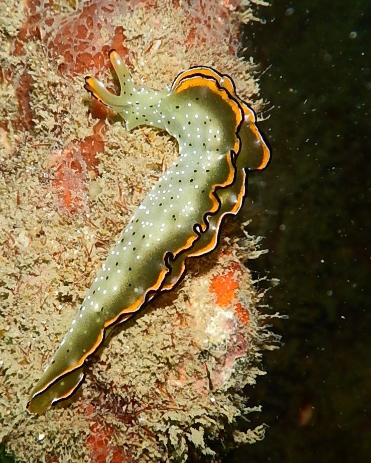 Ornate sap-sucking slug from Suzy's Wreck, Grande Island, Goa, India on ...