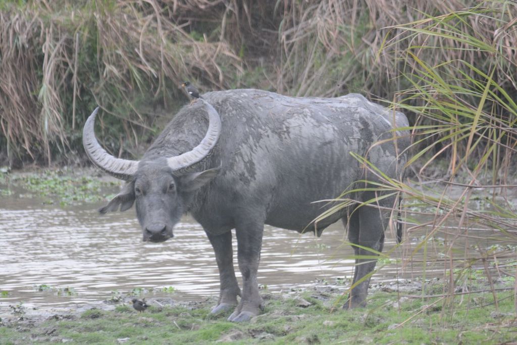 Wild Water Buffalo in February 2014 by Yuwaraj Gurjar · iNaturalist
