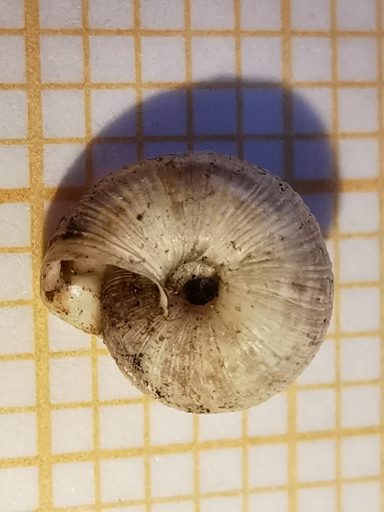 Candidula unifasciata (Poiret, 1801)