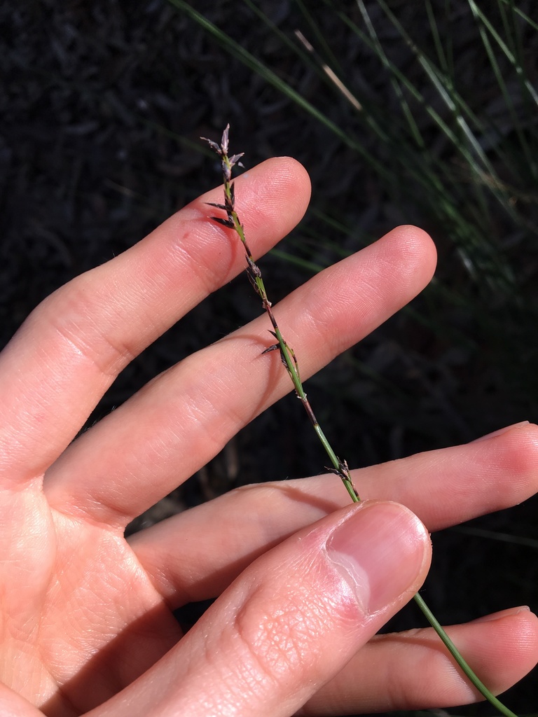 Black Bog-rush from Sydney NSW, Australia on August 04, 2020 at 11:09 ...