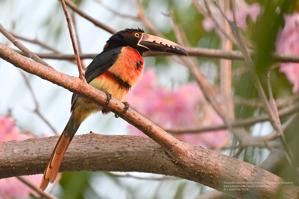 Collared Aracari (Pteroglossus torquatus) - Avian Discovery