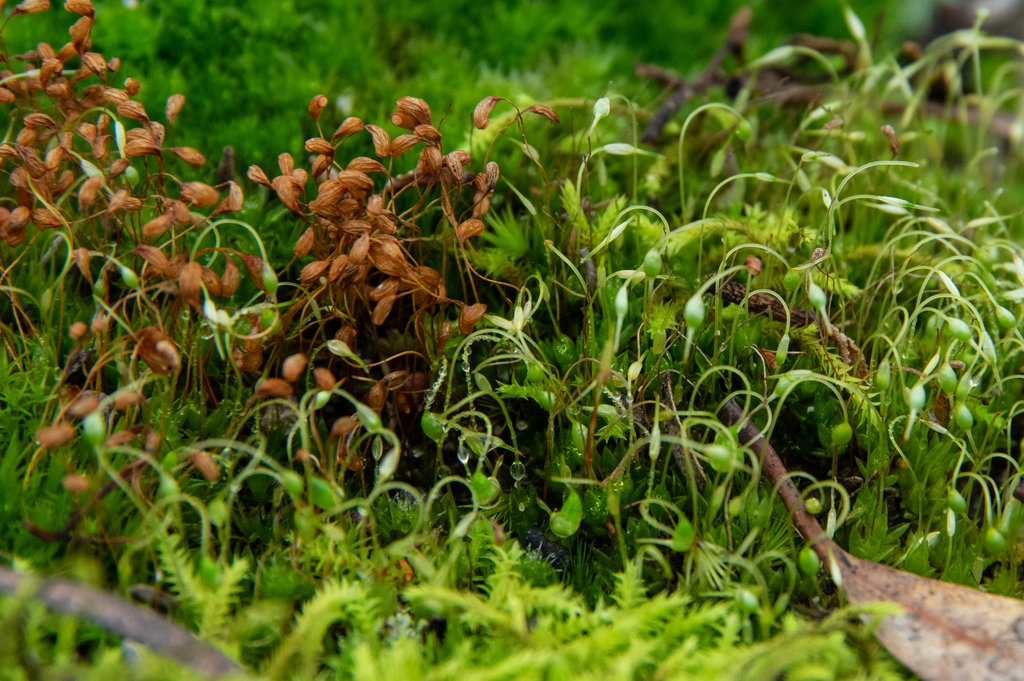 Bonfire moss from Douglas VIC 3409, Australia on July 20, 2020 at 12:58 ...