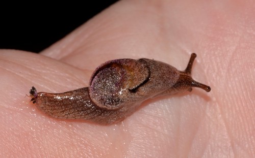 Deep Purple Semi-Slug (Parmavitrina megastoma) · iNaturalist