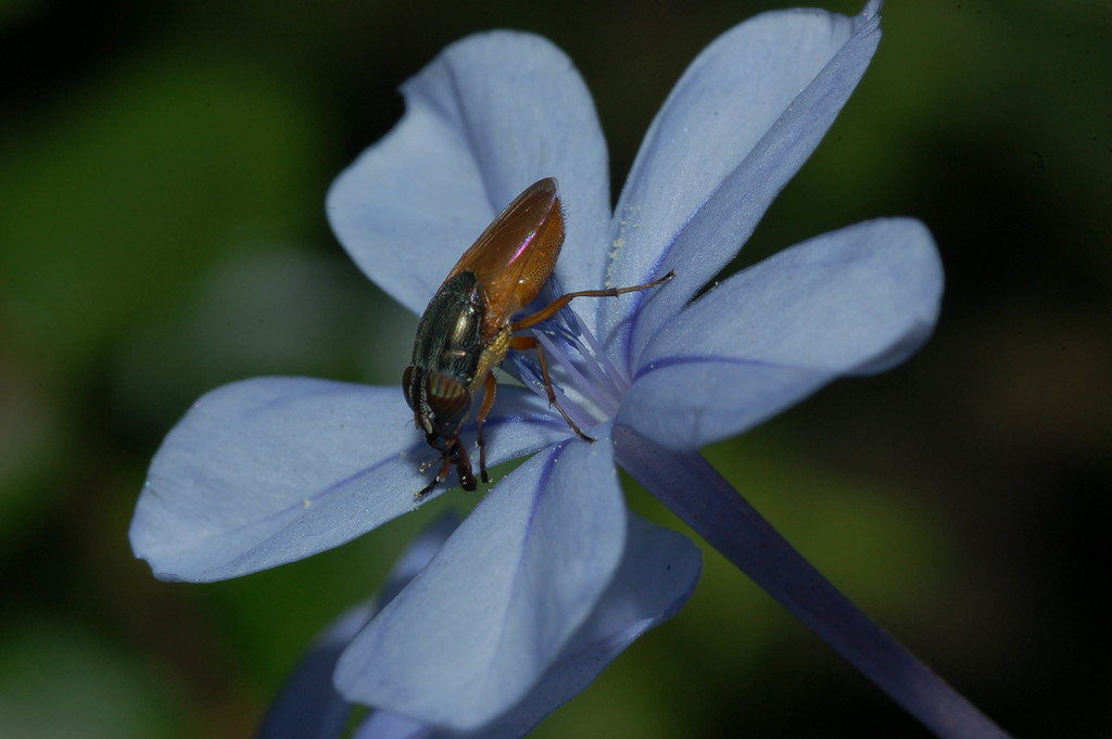 Rhinia apicalis (Diptera (flies) of the British Indian Ocean Territory ...