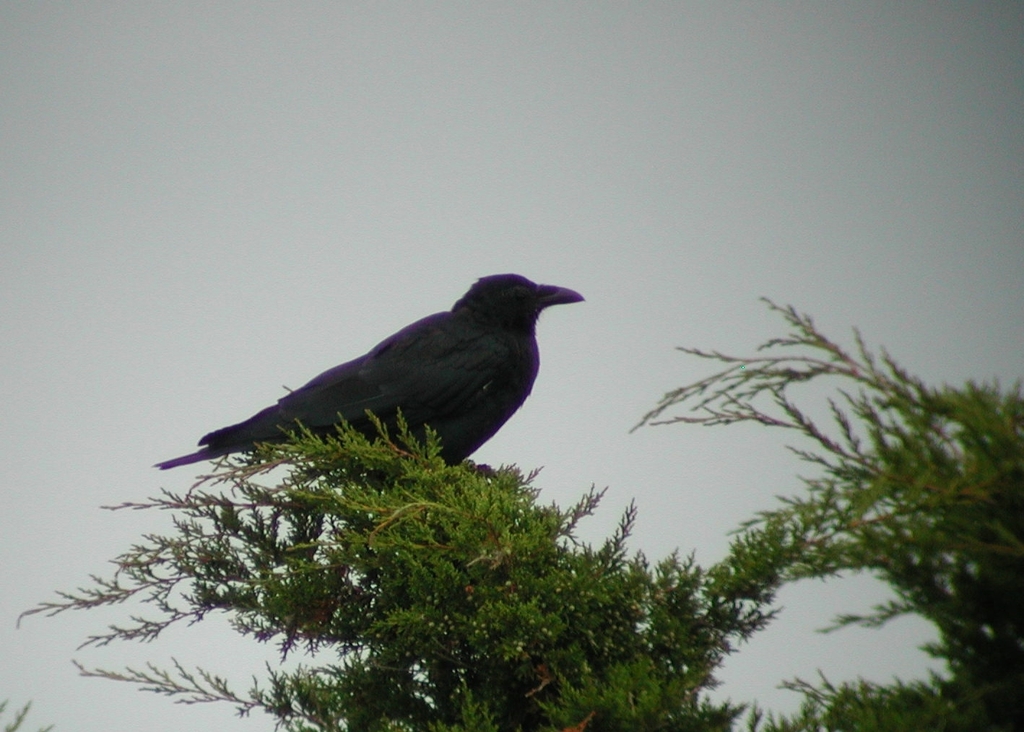 Fish Crow from Kent County, Delaware, USA on September 23, 2005 at 04: ...