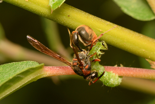 Subspecies Eumenes labiatus labiatus · iNaturalist