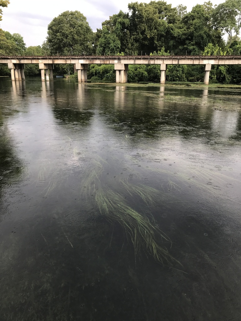 Texas wild rice in August 2020 by dcstaff · iNaturalist