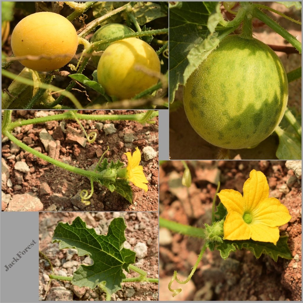 Cucumis melo agrestis in September 2019 by Zakaria Al Anshori. Diameter ...
