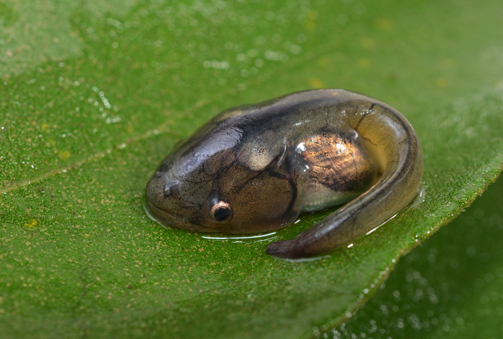 Mexican Burrowing Toad in August 2020 by crotrox · iNaturalist