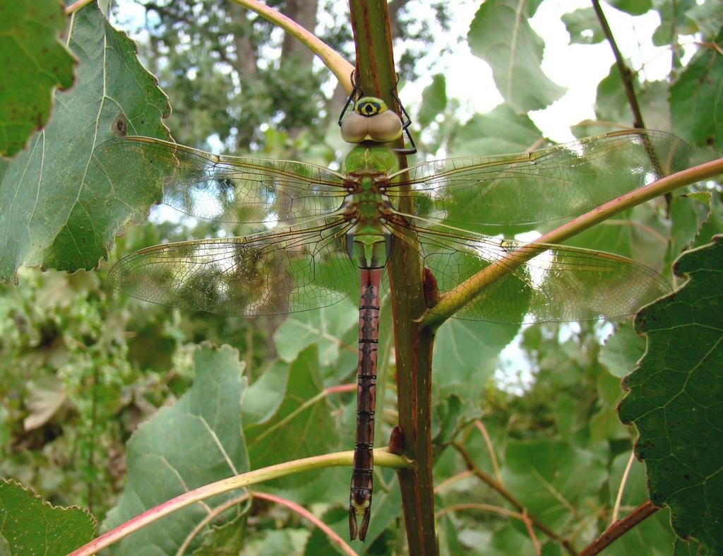 Common Green Darner from Lucas County, OH, USA on September 09, 2012 by ...