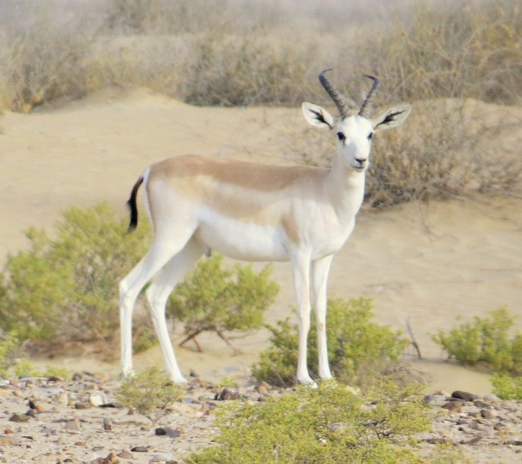 Sand Gazelle (Gazella marica) - Know Your Mammals