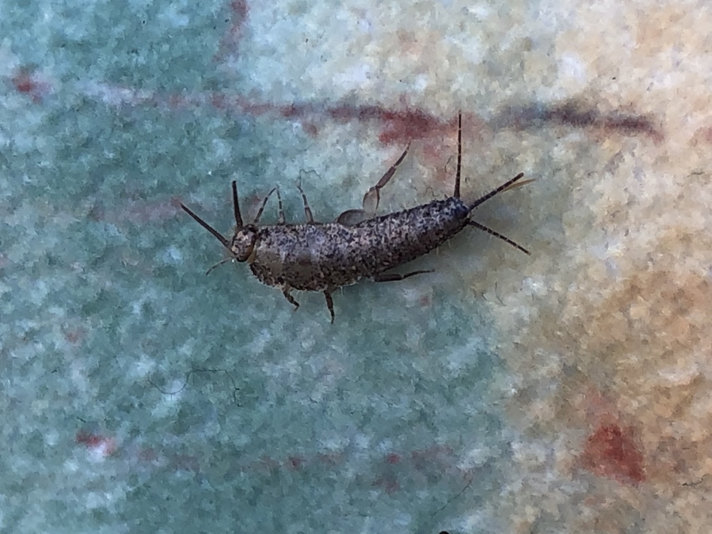 Typical Silverfishes from Rue de l'Herse, Niort, Poitou-Charentes, FR ...