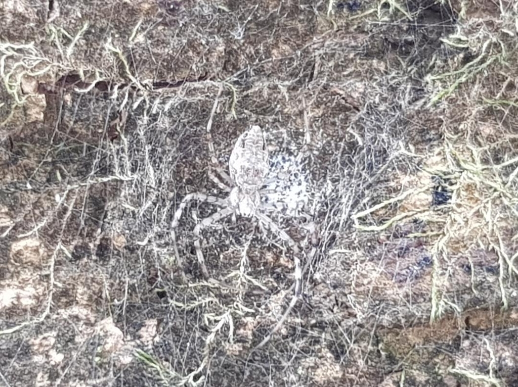 African Hermit Spider from Makoni, Zimbabwe on August 04, 2020 at 02:40 ...