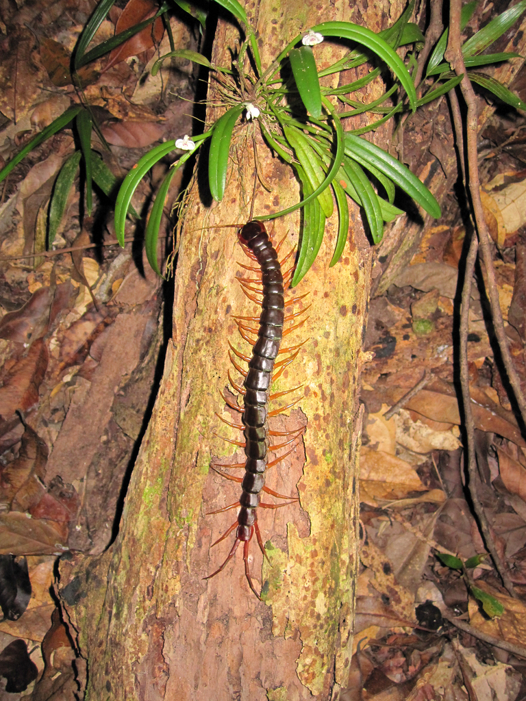 Scolopendra metuenda from Kungalau, Guadalcanal Province, Solomon ...