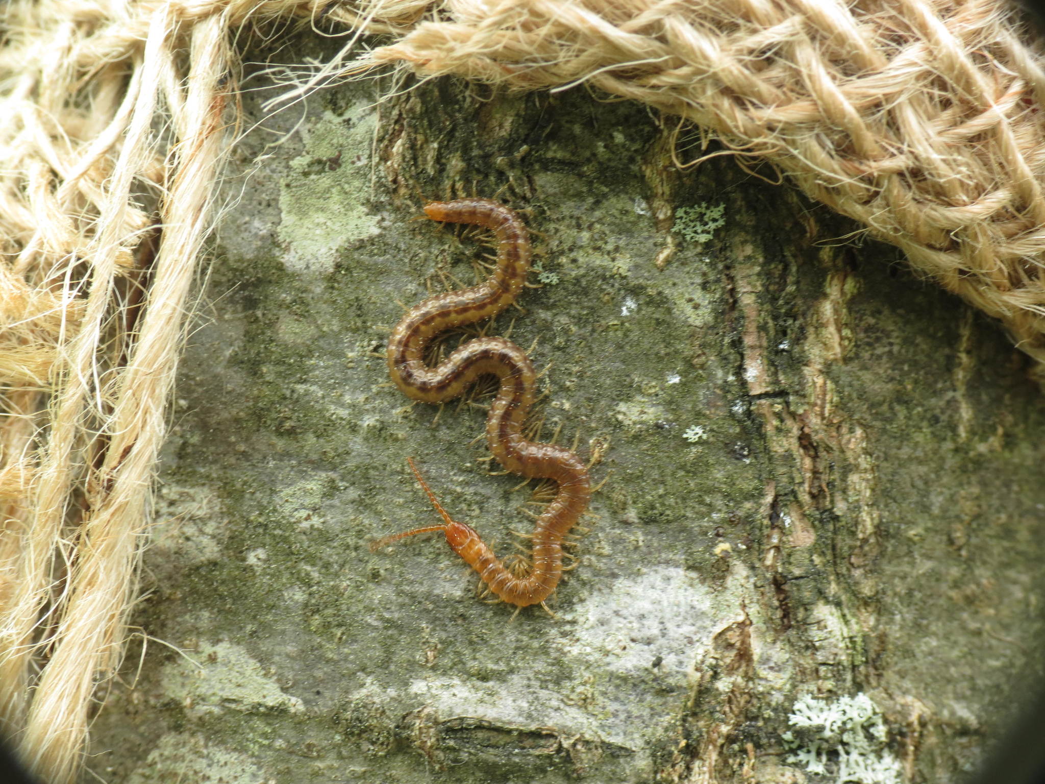 Geophilus vittatus Rafinesque, 1820