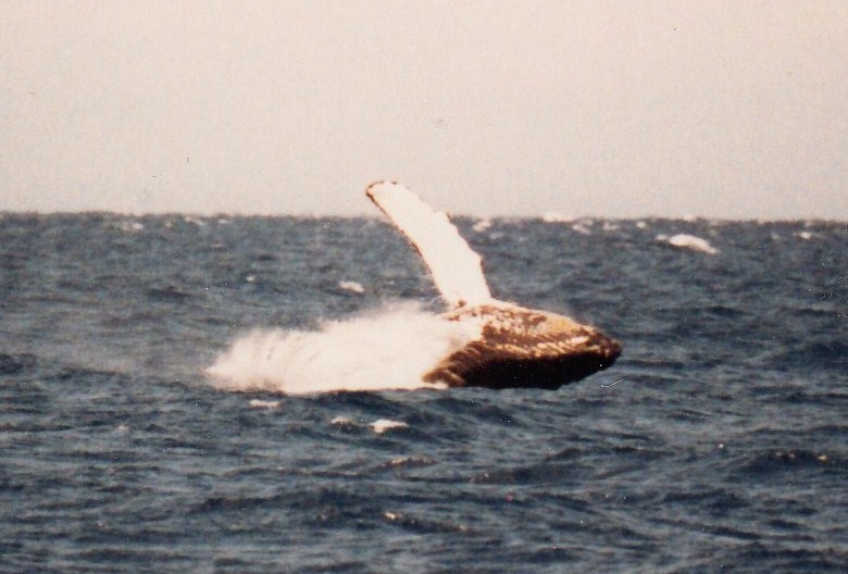 Humpback Whale from Lahaina, HI, USA on March 19, 1986 by Bonnie Kinder ...