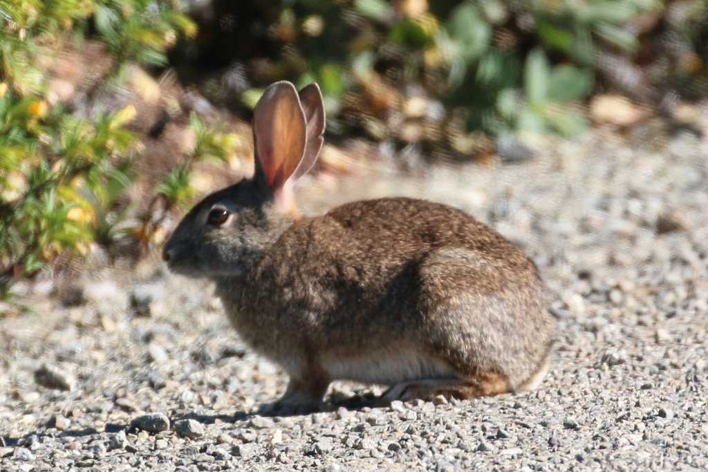 Brush Rabbit from Mt Thayer, California 95033, USA on July 3, 2017 at ...