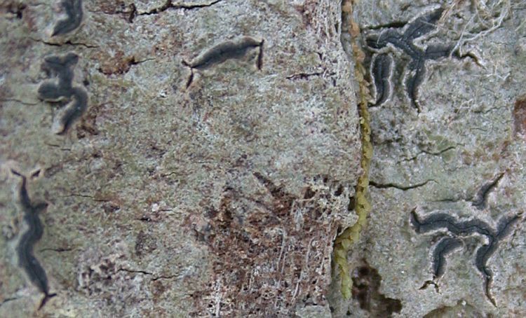 Graphina analoga (Lichen of the British Indian Ocean Territory ...