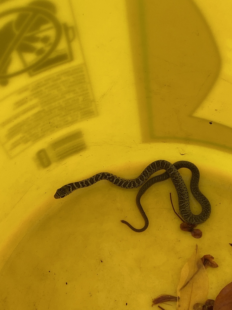 Southern Black Racer from Bluefield Dr, Bay Minette, AL, US on August ...