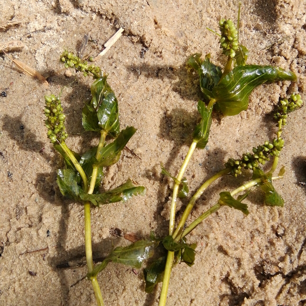 Perfoliate Pondweed (ADIRONDACK RESEARCH GUIDEBOOK) · iNaturalist