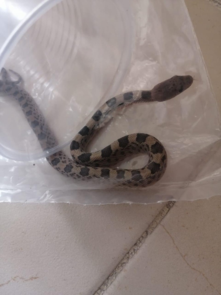 Mexican Bull Snake from Ciudad Lerdo, DGO, MX on August 4, 2020 at 03: ...
