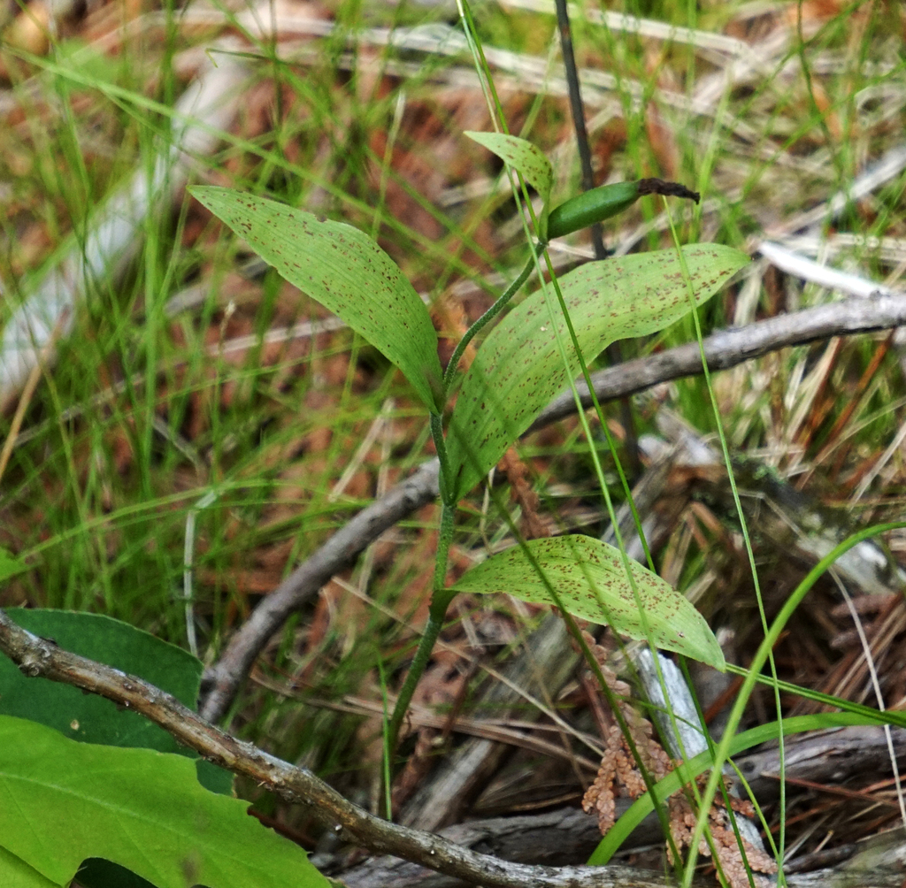 orchids from The Ridges Sanctuary, Door County, WI, USA on July 18 ...